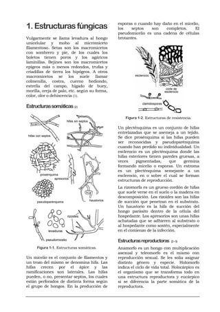 Morfología y clasificación de los hongos | PDF