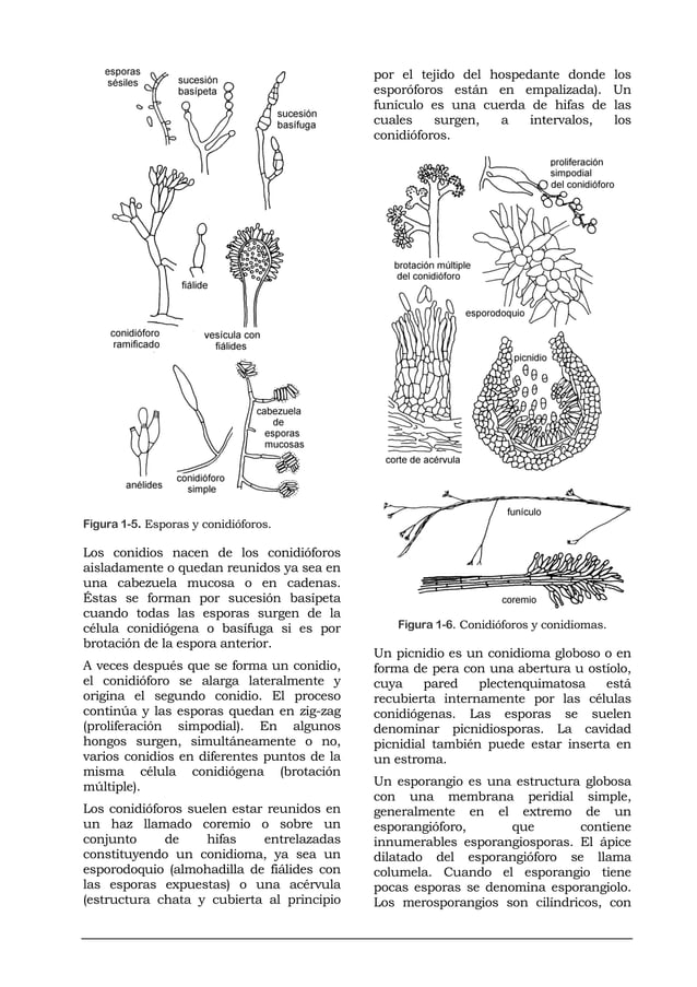 Morfología y clasificación de los hongos | PDF