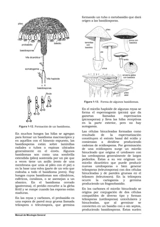 Morfología y clasificación de los hongos | PDF