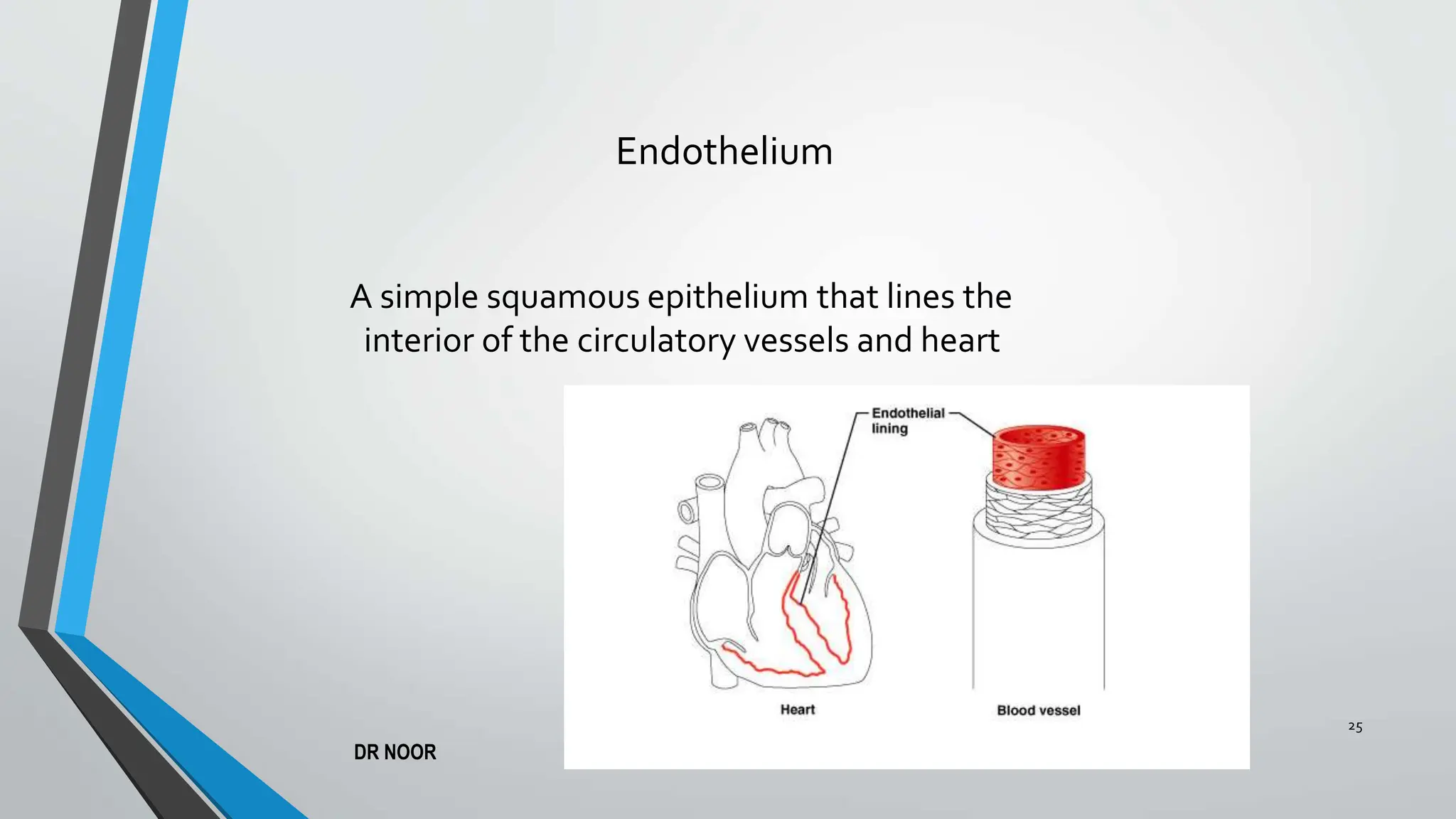 Histology of Epithelium Tissue and Other Tissue. | PPTX