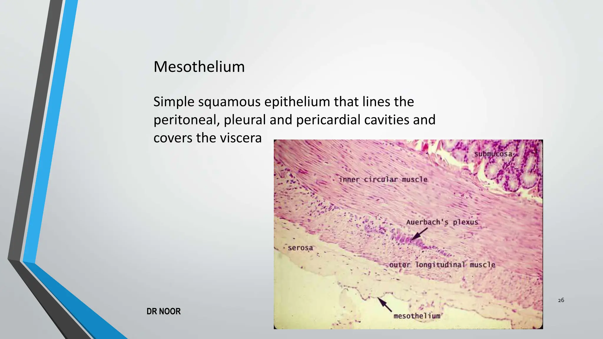 Histology of Epithelium Tissue and Other Tissue. | PPTX