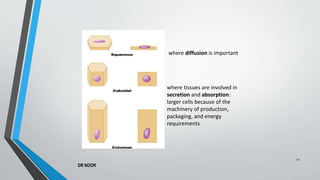 Histology of Epithelium Tissue and Other Tissue. | PPT