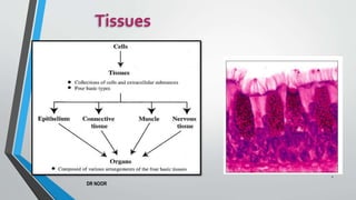 Histology of Epithelium Tissue and Other Tissue. | PPT