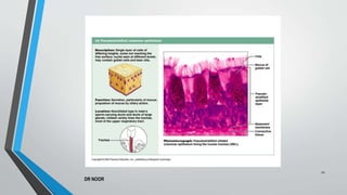 Histology of Epithelium Tissue and Other Tissue. | PPT