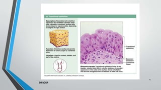 Histology of Epithelium Tissue and Other Tissue. | PPTX