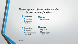 Histology of Epithelium Tissue and Other Tissue. | PPT