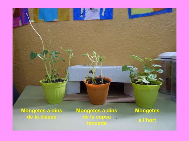 Com afecta la llum al creixement de les plantes? | PPT