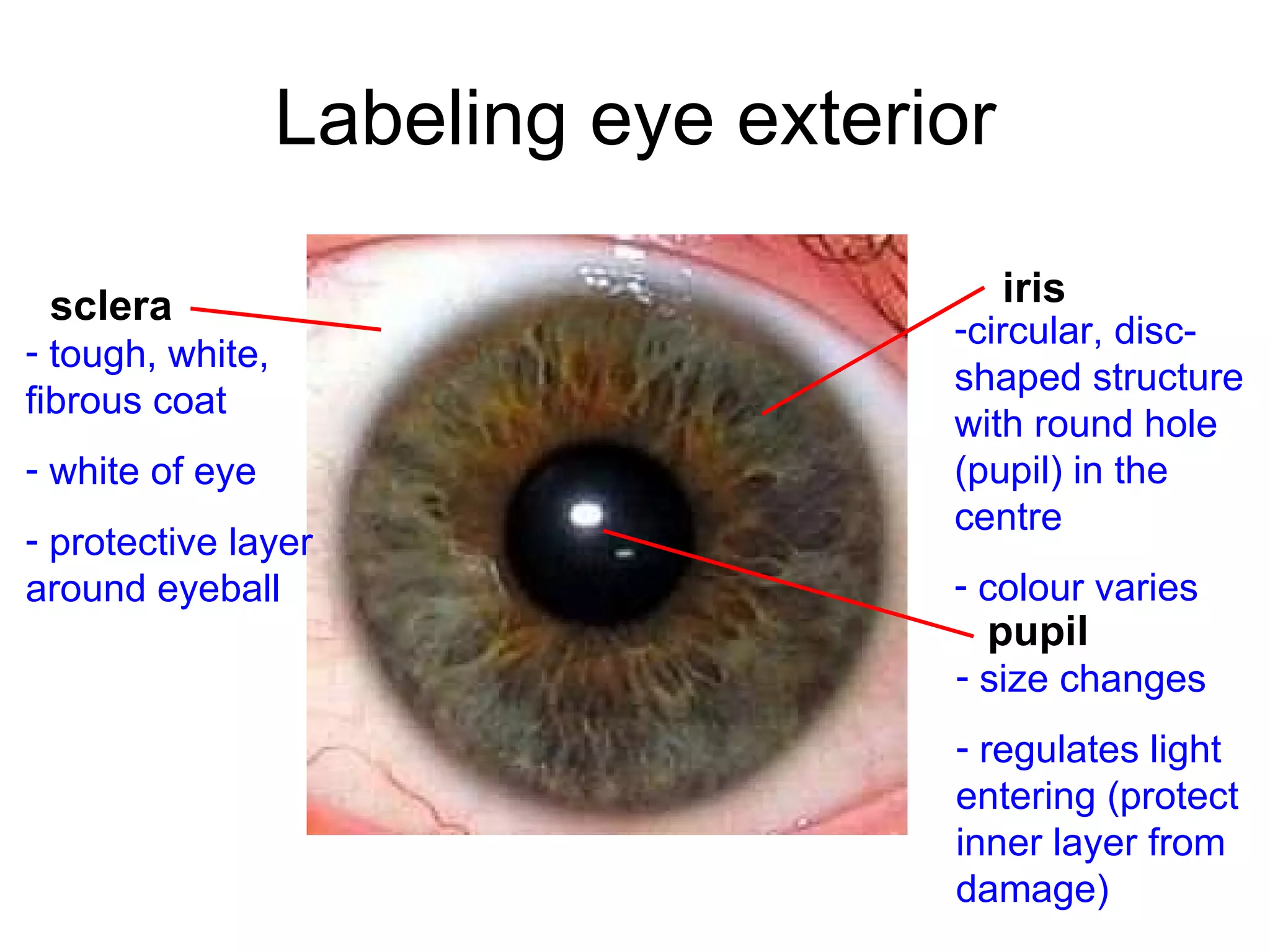 Chapter 14 The Human Eye Lesson 1 - Anatomy of the Human Eye | PPT