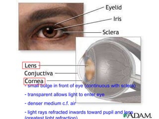 Chapter 14 The Human Eye Lesson 1 - Anatomy of the Human Eye | PPT