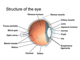 Chapter 14 The Human Eye Lesson 1 - Anatomy of the Human Eye | PPT