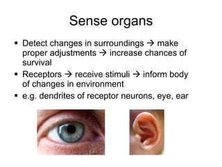 Chapter 14 The Human Eye Lesson 1 - Anatomy of the Human Eye | PPT