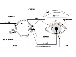 Chapter 14 The Human Eye Lesson 1 - Anatomy of the Human Eye | PPT
