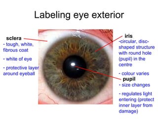 Chapter 14 The Human Eye Lesson 1 - Anatomy of the Human Eye | PPT