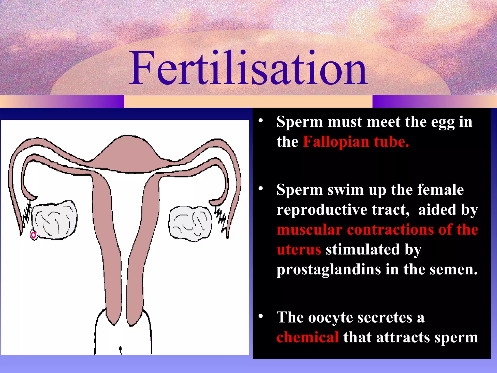 BIOLOGY FORM 5 CHAPTER 4 - 4.1E FERTILISATION & DEVELOPMENT | PPT | Infertility | Reproductive ...