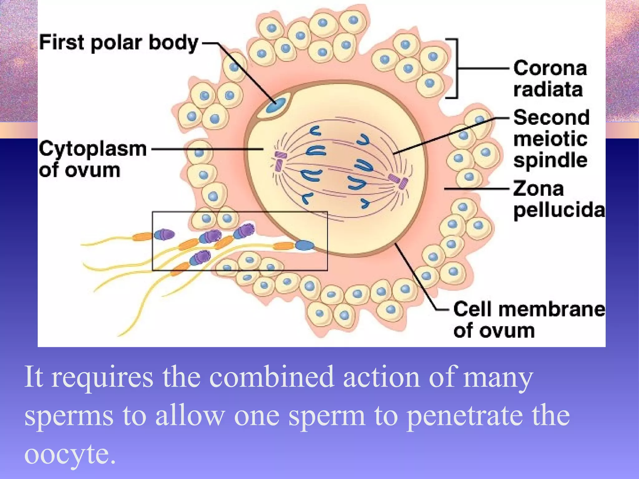 BIOLOGY FORM 5 CHAPTER 4 - 4.1E FERTILISATION & DEVELOPMENT | PPT | Infertility | Reproductive ...
