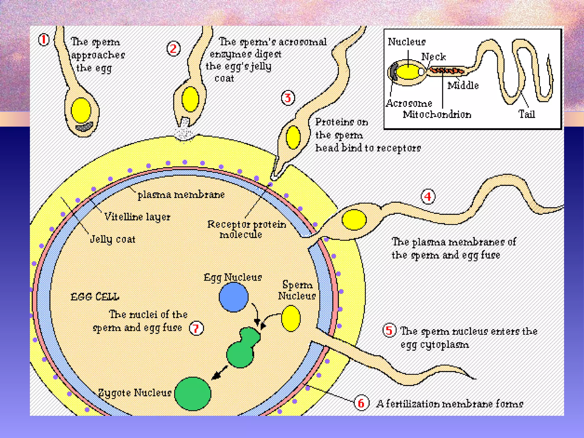 BIOLOGY FORM 5 CHAPTER 4 - 4.1E FERTILISATION & DEVELOPMENT | PPT | Infertility | Reproductive ...
