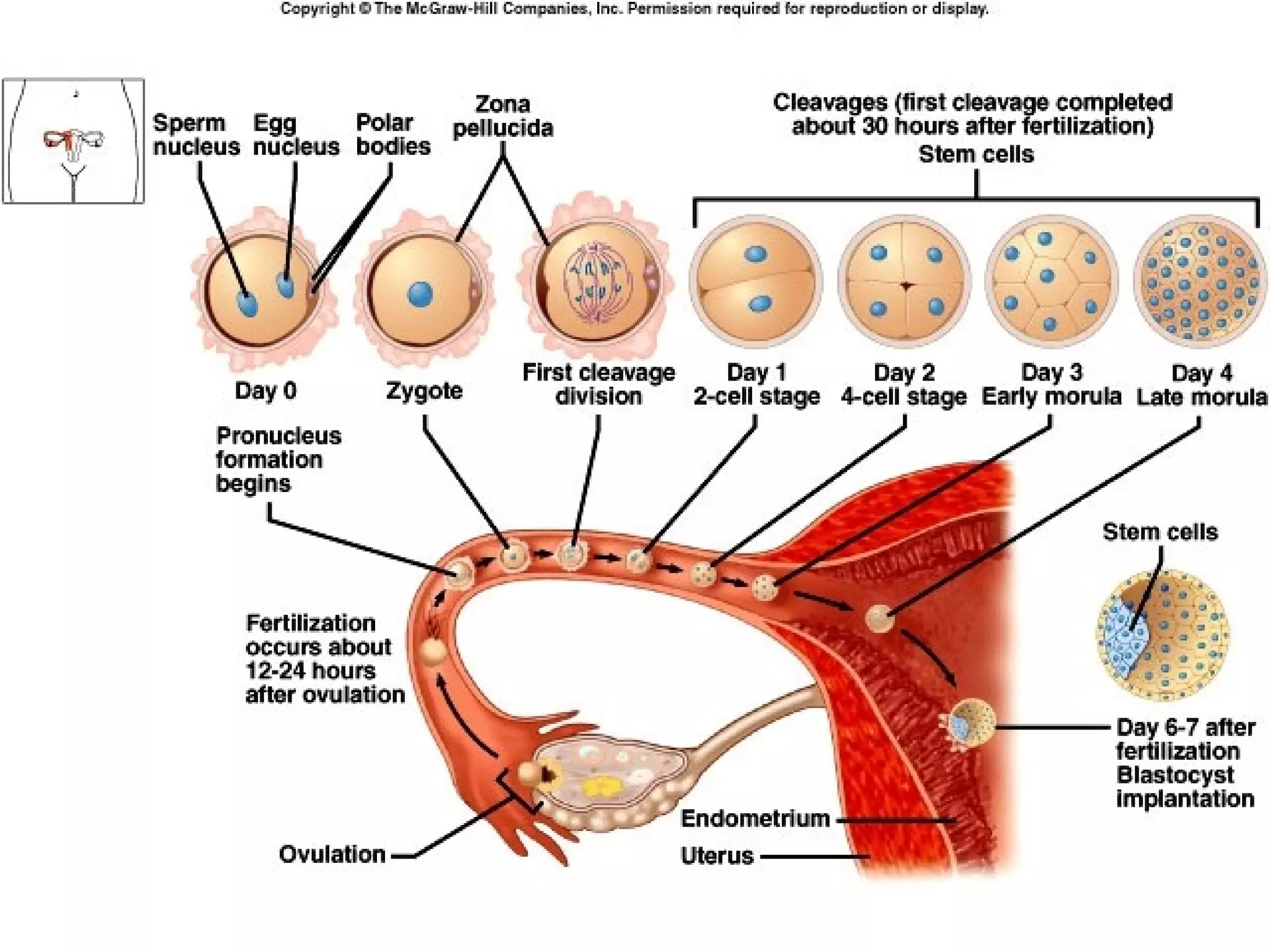 BIOLOGY FORM 5 CHAPTER 4 - 4.1E FERTILISATION & DEVELOPMENT | PPT | Infertility | Reproductive ...
