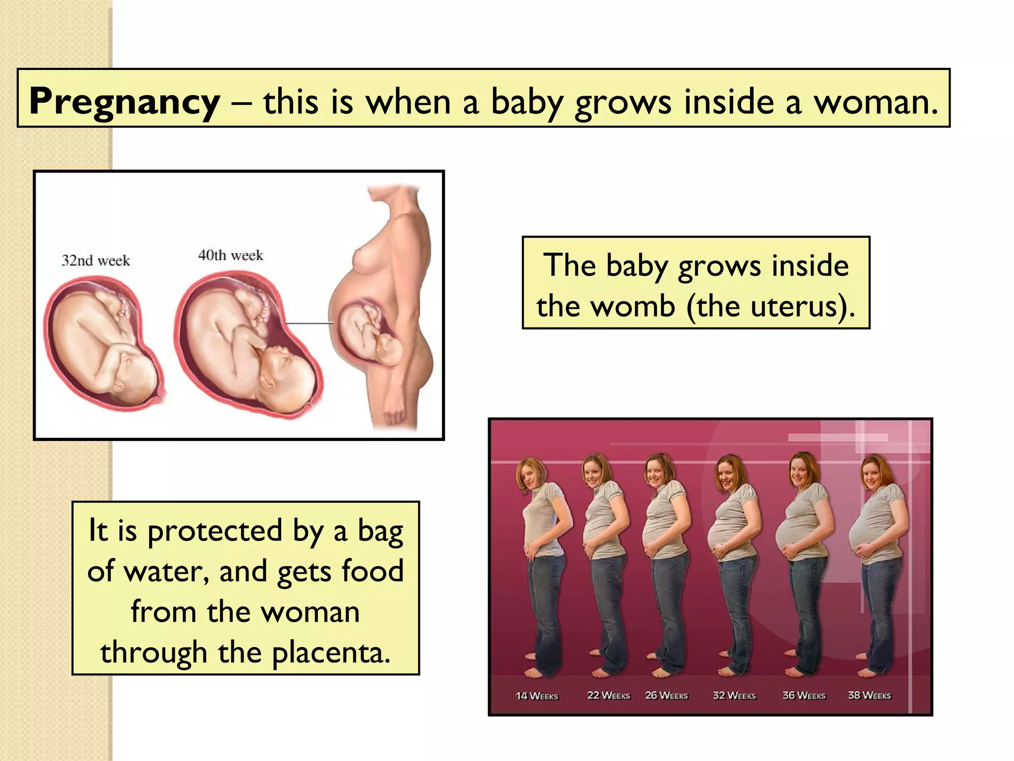 BIOLOGY FORM 5 CHAPTER 4 - 4.1E FERTILISATION & DEVELOPMENT | PPT | Infertility | Reproductive ...