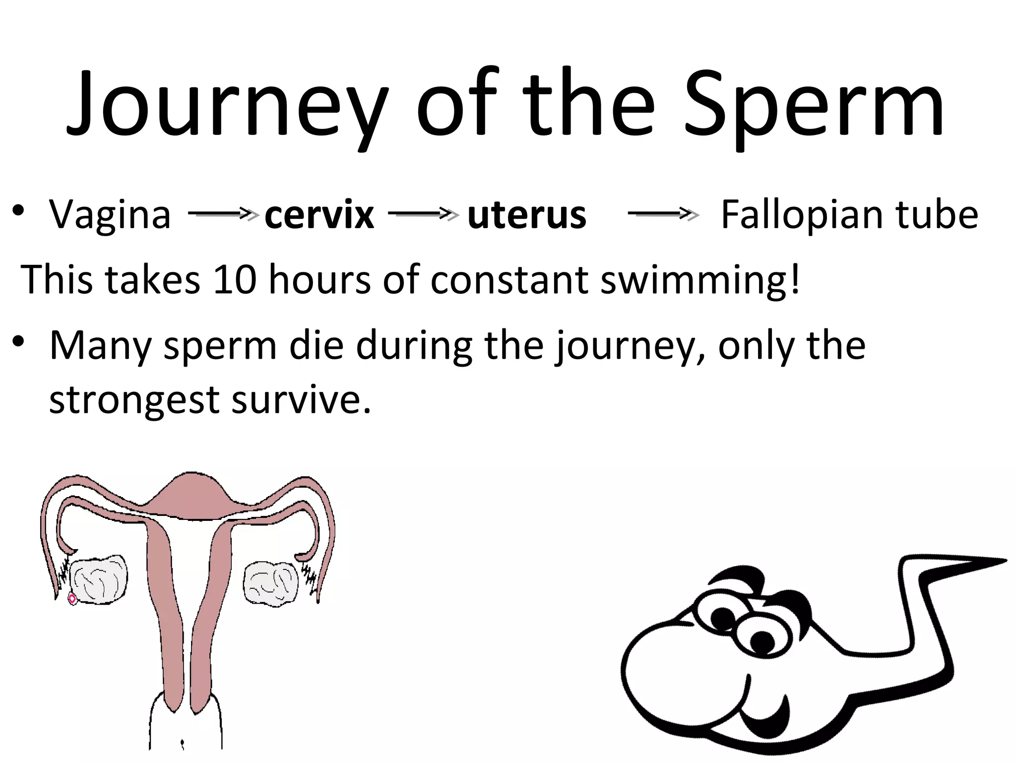 BIOLOGY FORM 5 CHAPTER 4 - 4.1E FERTILISATION & DEVELOPMENT | PPT | Infertility | Reproductive ...