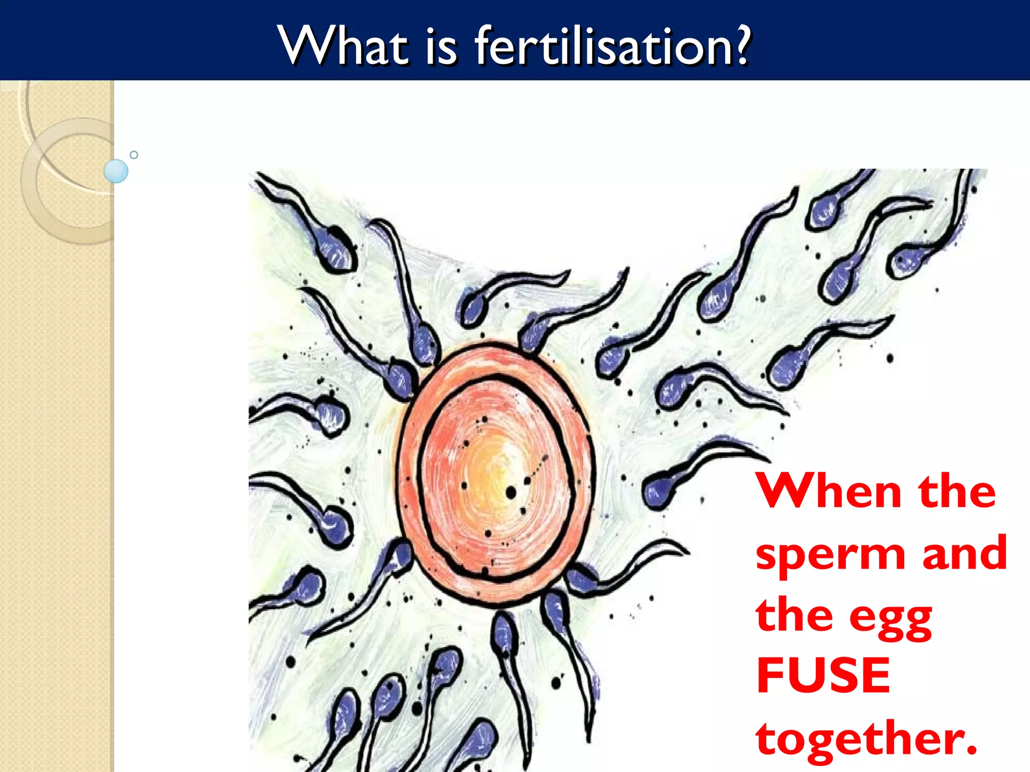 BIOLOGY FORM 5 CHAPTER 4 - 4.1E FERTILISATION & DEVELOPMENT | PPT | Infertility | Reproductive ...