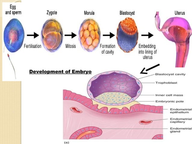 BIOLOGY FORM 5 CHAPTER 4 - 4.1E FERTILISATION & DEVELOPMENT | PPT ...