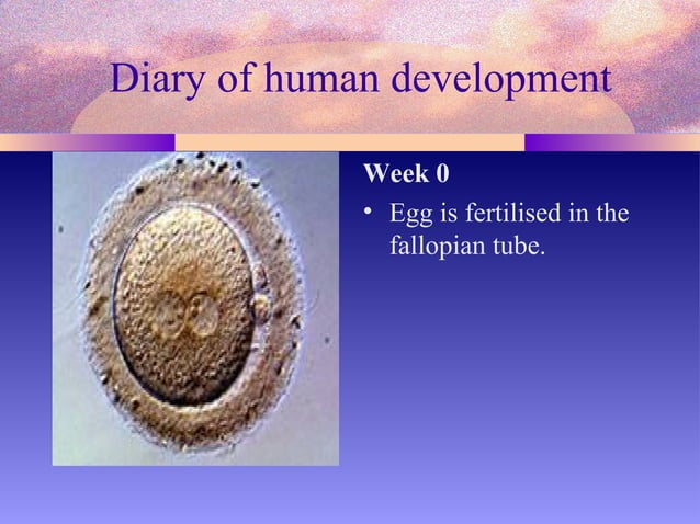 BIOLOGY FORM 5 CHAPTER 4 - 4.1E FERTILISATION & DEVELOPMENT | PPT ...