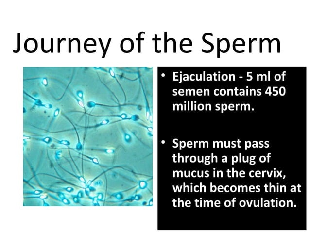 Biology Form 5 Chapter 4 41e Fertilisation And Development Ppt