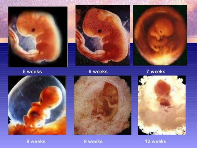 BIOLOGY FORM 5 CHAPTER 4 - 4.1E FERTILISATION & DEVELOPMENT