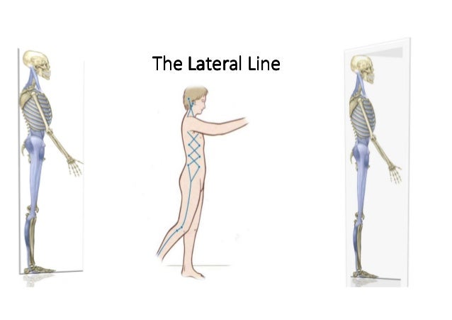 1 fascia basics