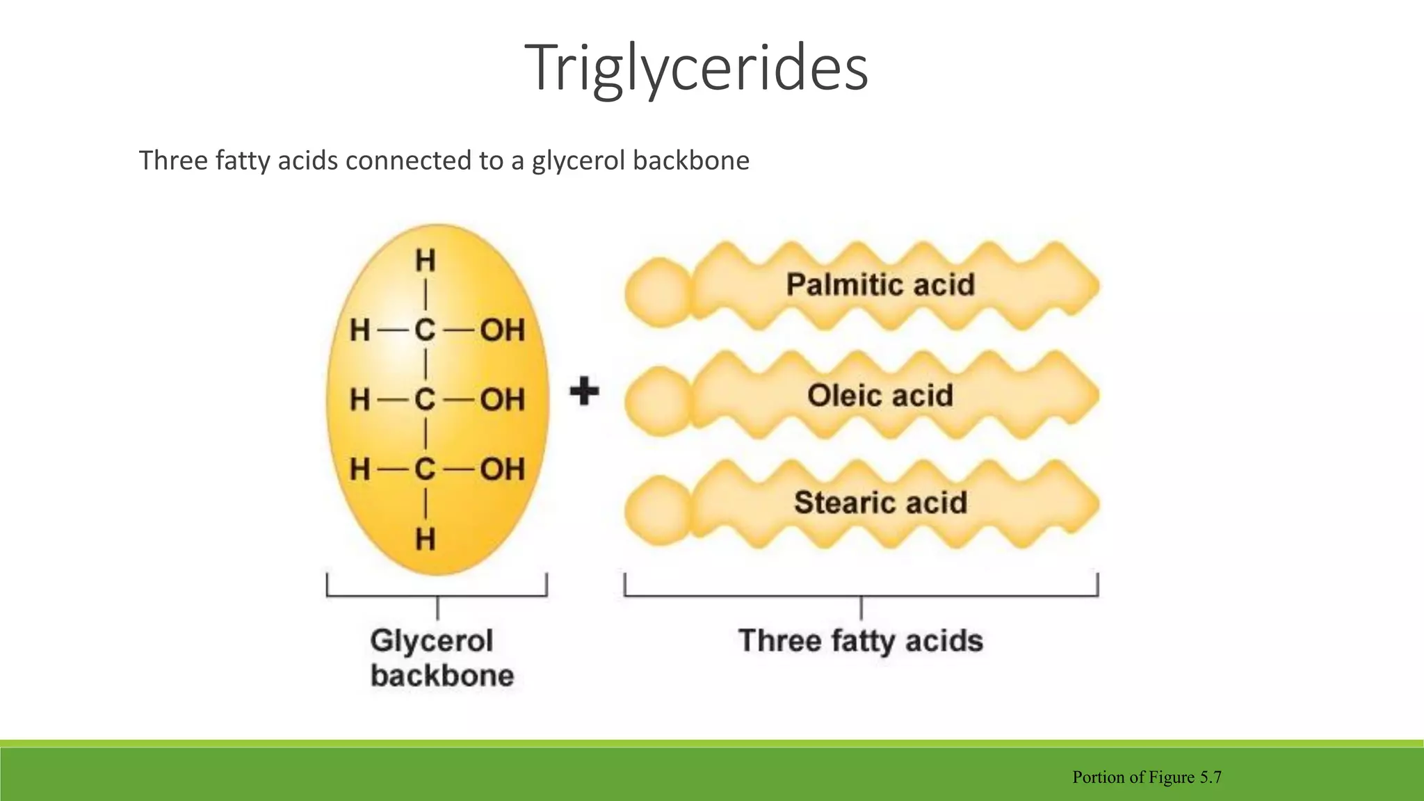 Fats and Oils: Structures and Functions | PDF