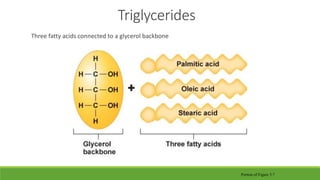 Fats and Oils: Structures and Functions | PDF