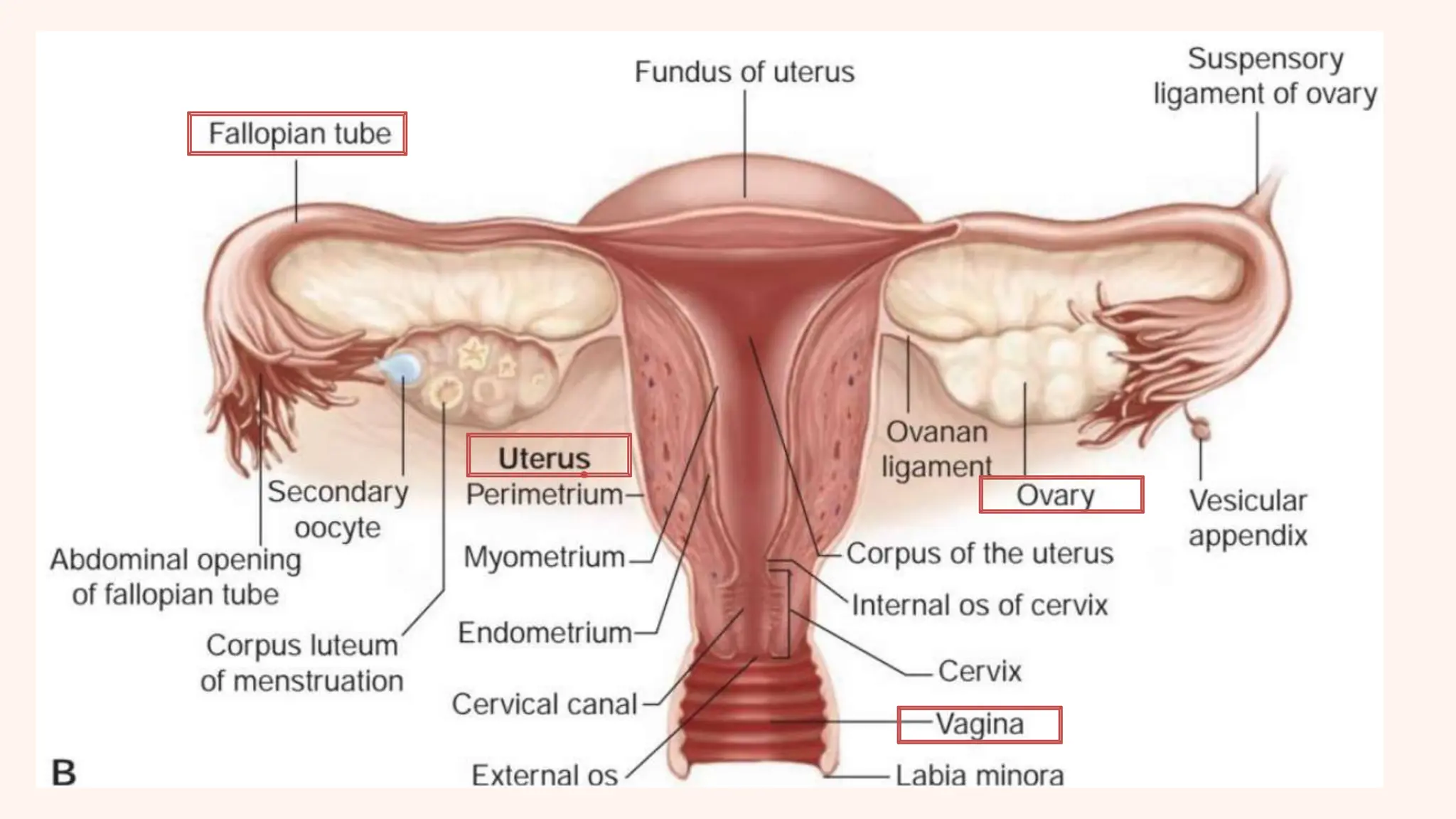 1 female anat physio puberty dynamics.pptx [Autosaved].pptx