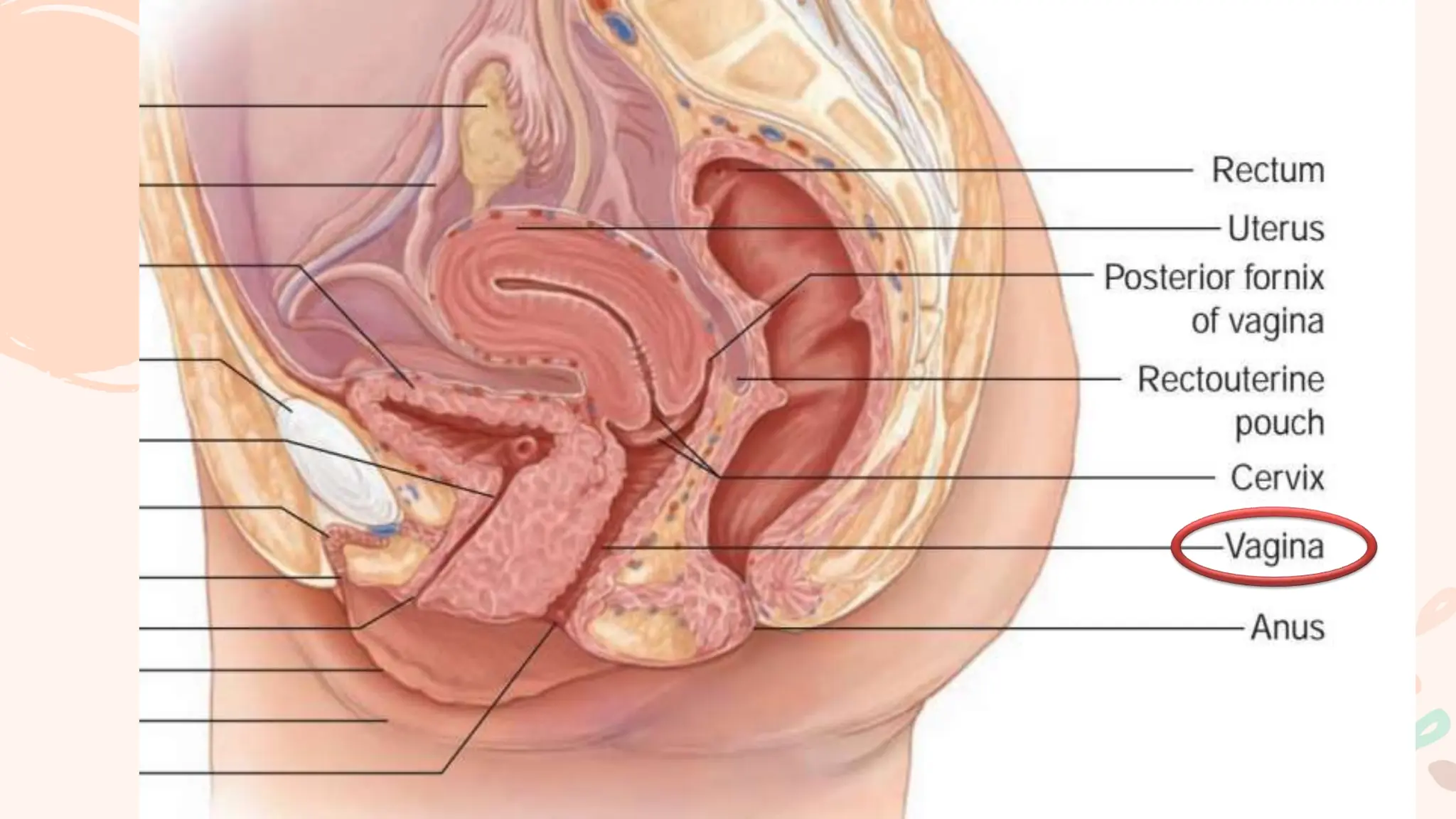 1 female anat physio puberty dynamics.pptx [Autosaved].pptx
