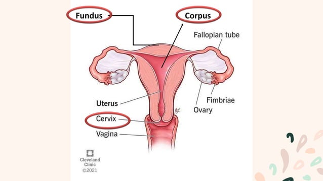 1 female anat physio puberty dynamics.pptx [Autosaved].pptx