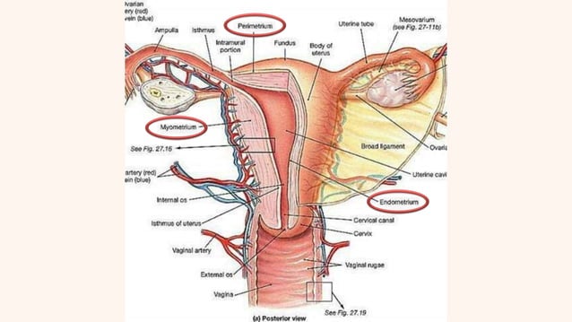 1 female anat physio puberty dynamics.pptx [Autosaved].pptx