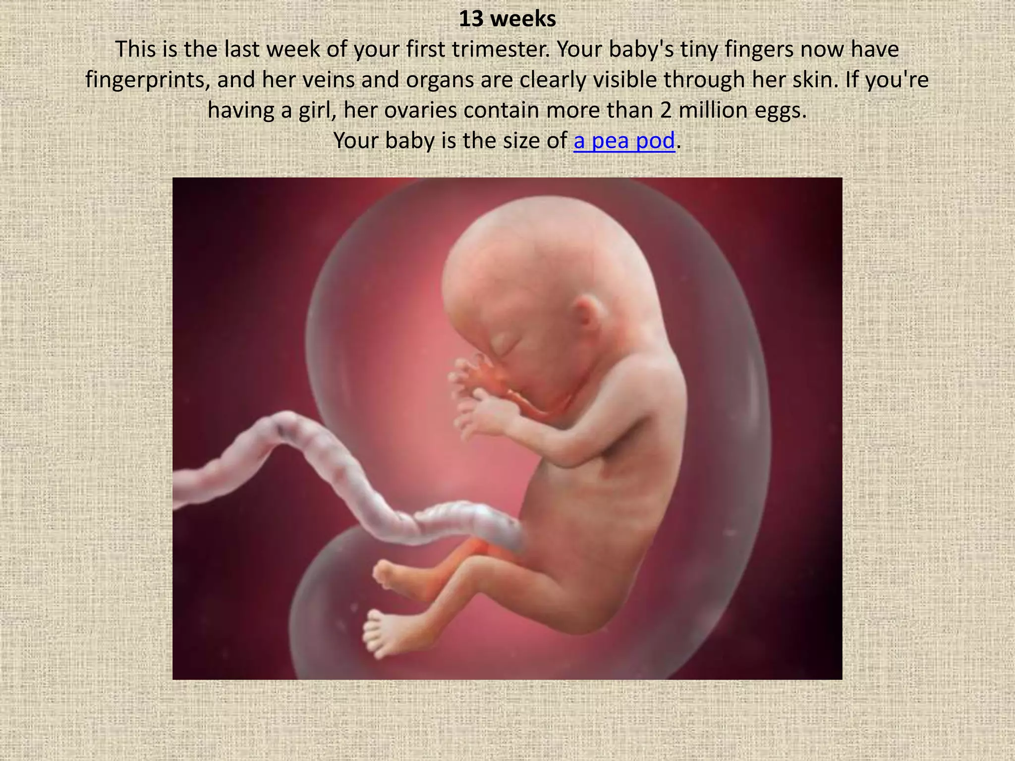 1 fetal development week by week | PPTX