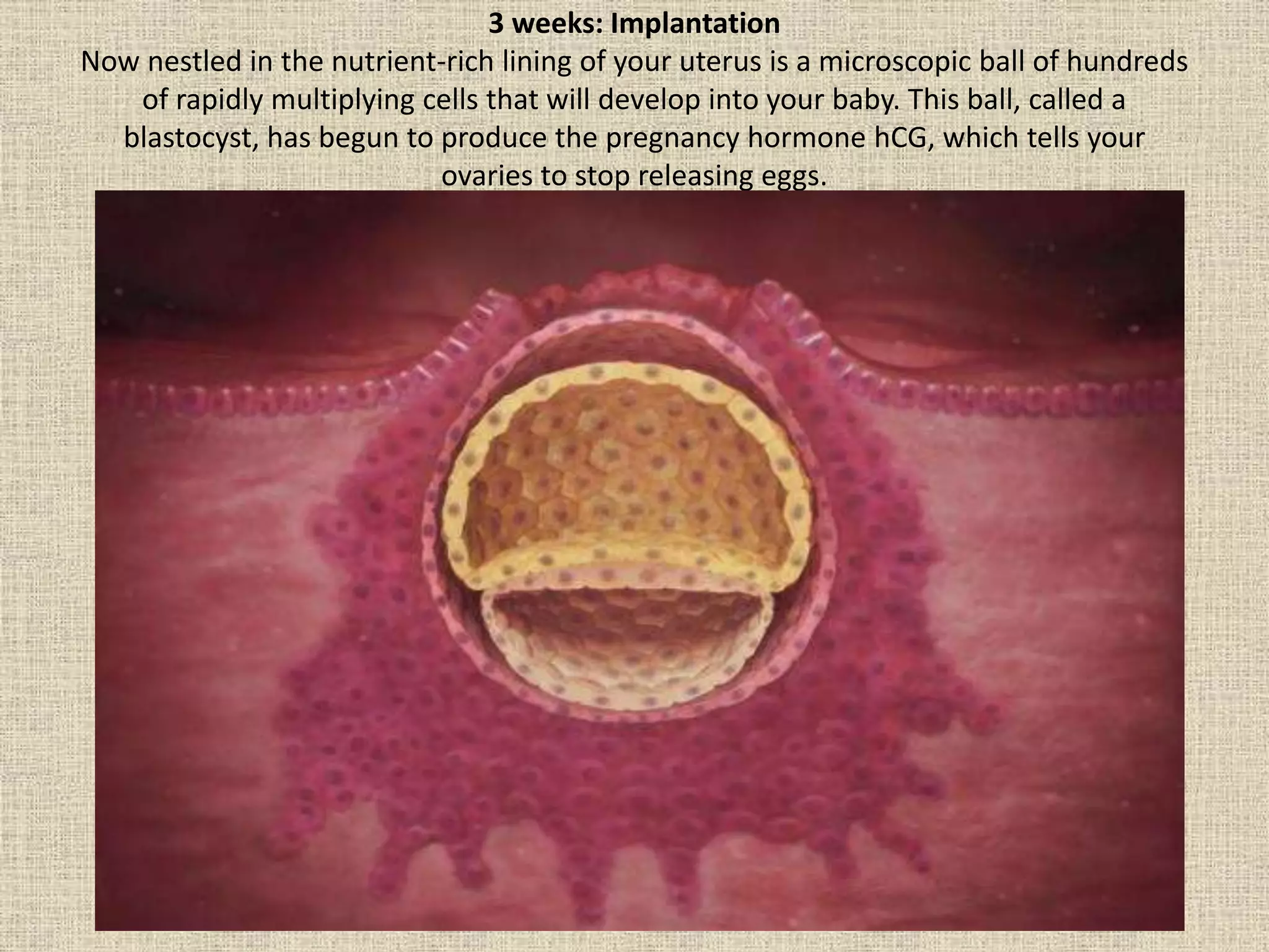 1 fetal development week by week | PPTX