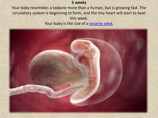 1 fetal development week by week | PPTX