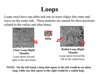 Ulnar Loop Patterns