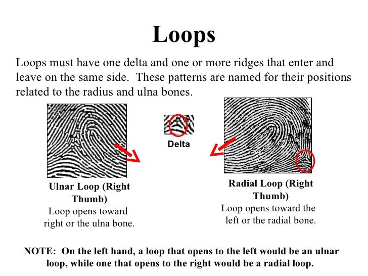 Ulnar Loop Patterns