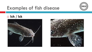 1 fish disease doaa ali mohammed | PDF