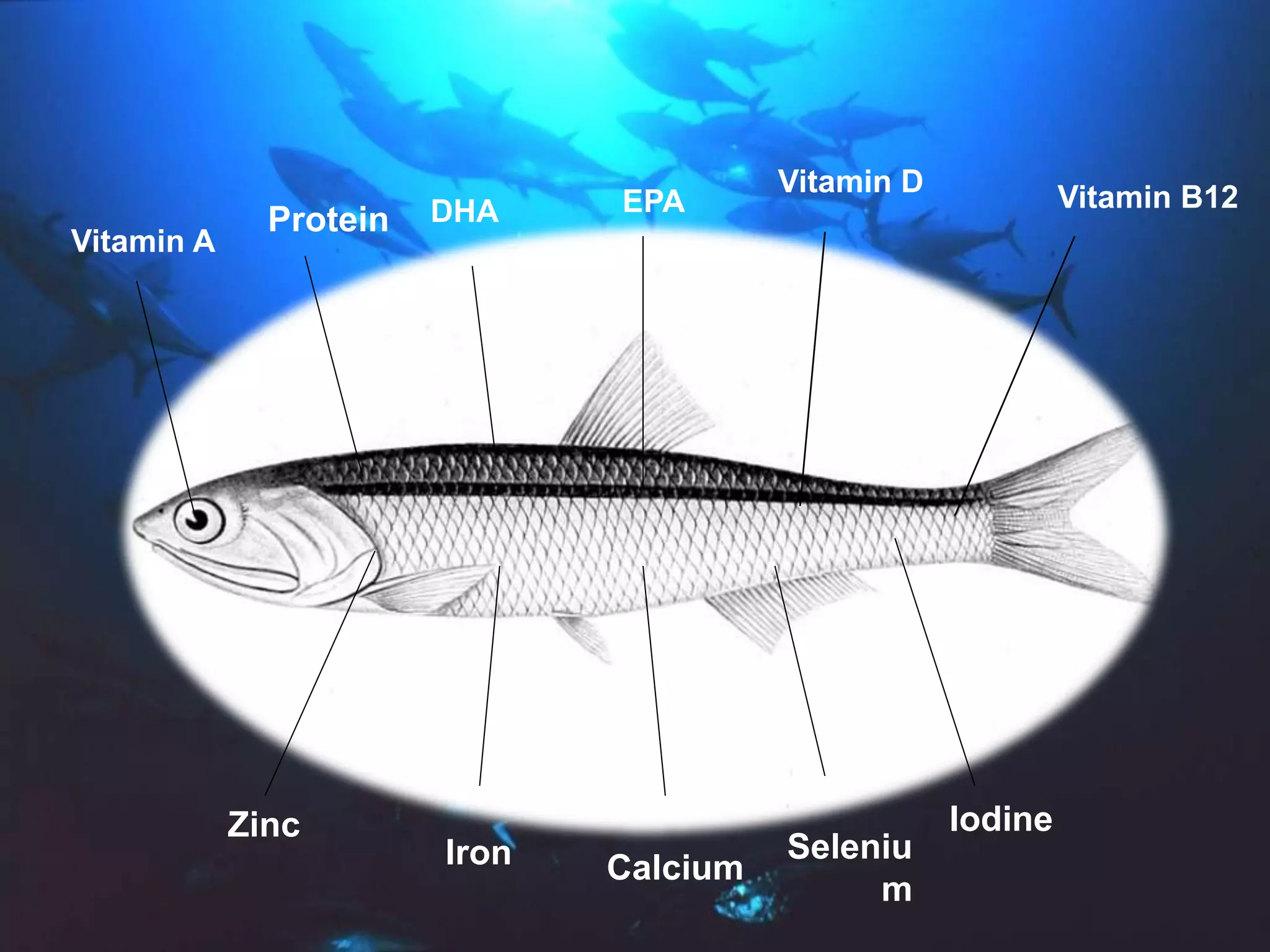 Fish and Human Nutrition | PPTX