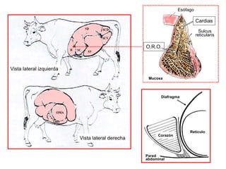 fisiología digestiva de rumiantes | PPTX
