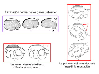 fisiología digestiva de rumiantes | PPTX