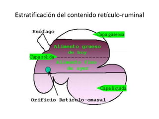 fisiología digestiva de rumiantes | PPTX