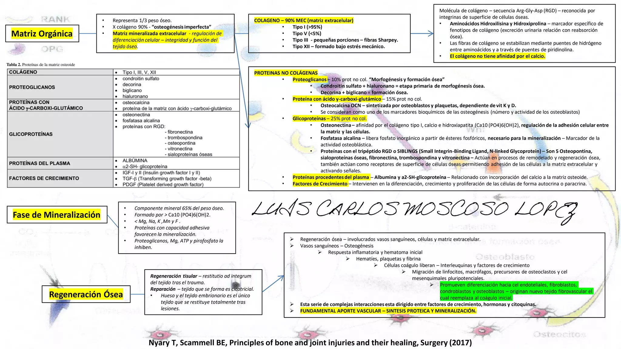 FISIOLOGIA DE LA REPARACION OSEA EN TRAUMA MAXILOFACIAL | PDF