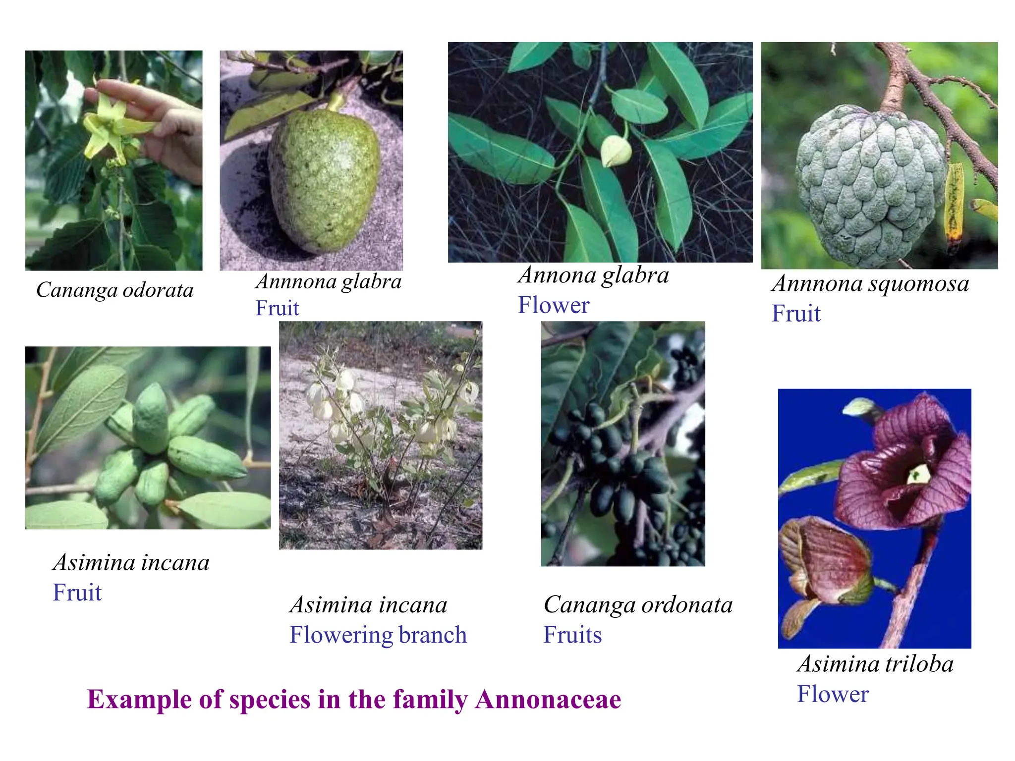1 FLOWERING -MAGNOLID ANNONACEAE-converted.pptx