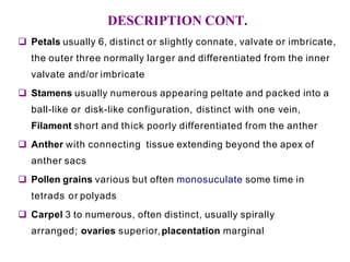 1 FLOWERING -MAGNOLID ANNONACEAE-converted.pptx