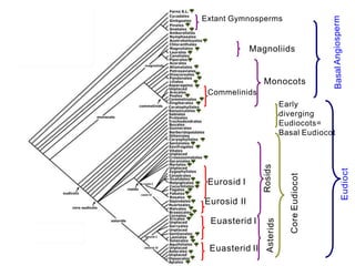 1 FLOWERING -MAGNOLID ANNONACEAE-converted.pptx