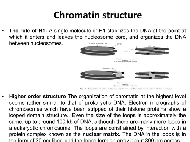 flow of genetic information | PPT